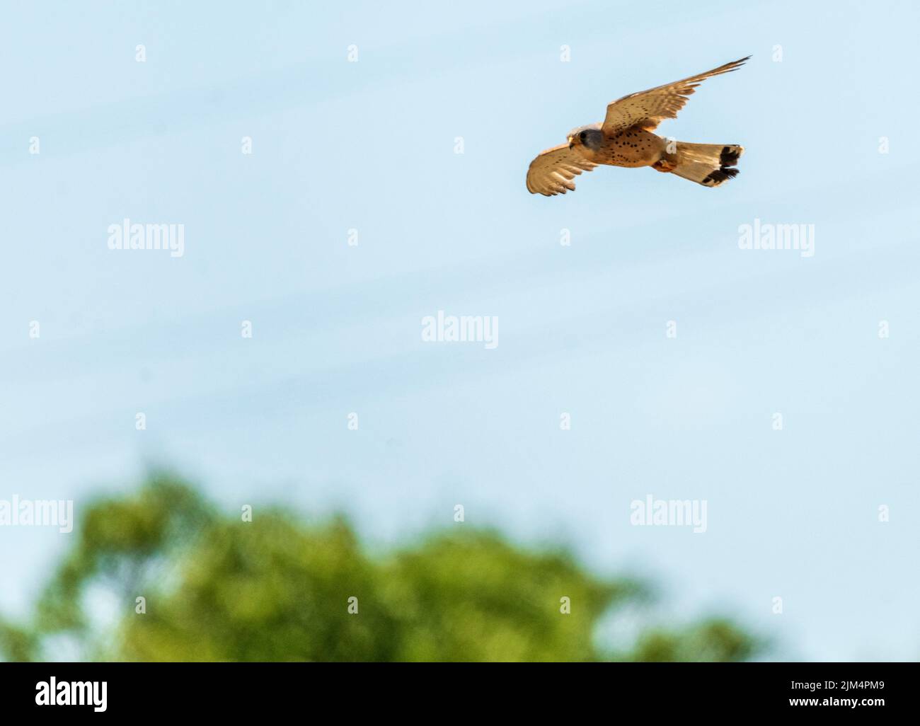 Levka Saker mountians Bulgaria July 2022: Today this majsitcal Falcon ...