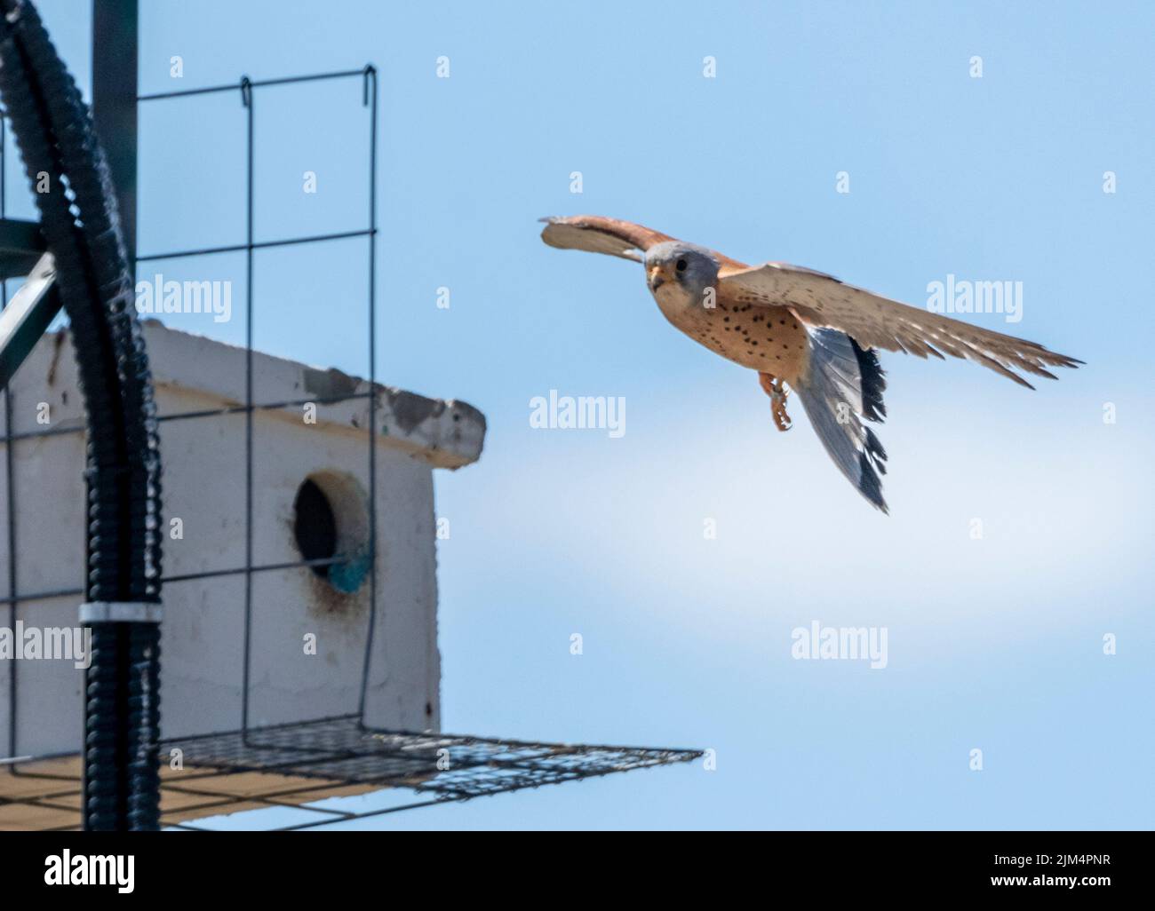Levka Saker mountians Bulgaria July 2022: Today this majsitcal Falcon ...