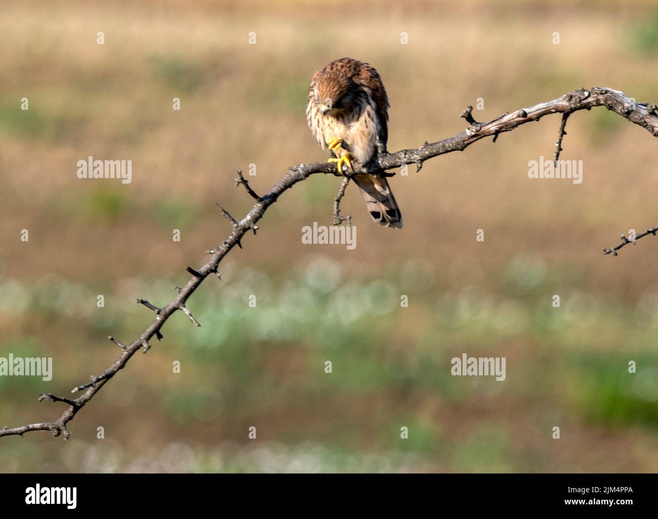 Levka Saker mountians Bulgaria July 2022: Today this majsitcal Falcon ...