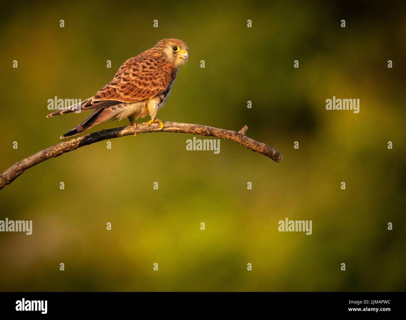 Saker falcon breeding box hi-res stock photography and images - Alamy