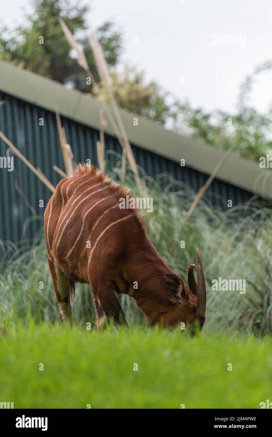 Portrait of an eastern bongo (tragelaphus eurycerus isaaci) in a zoo ...