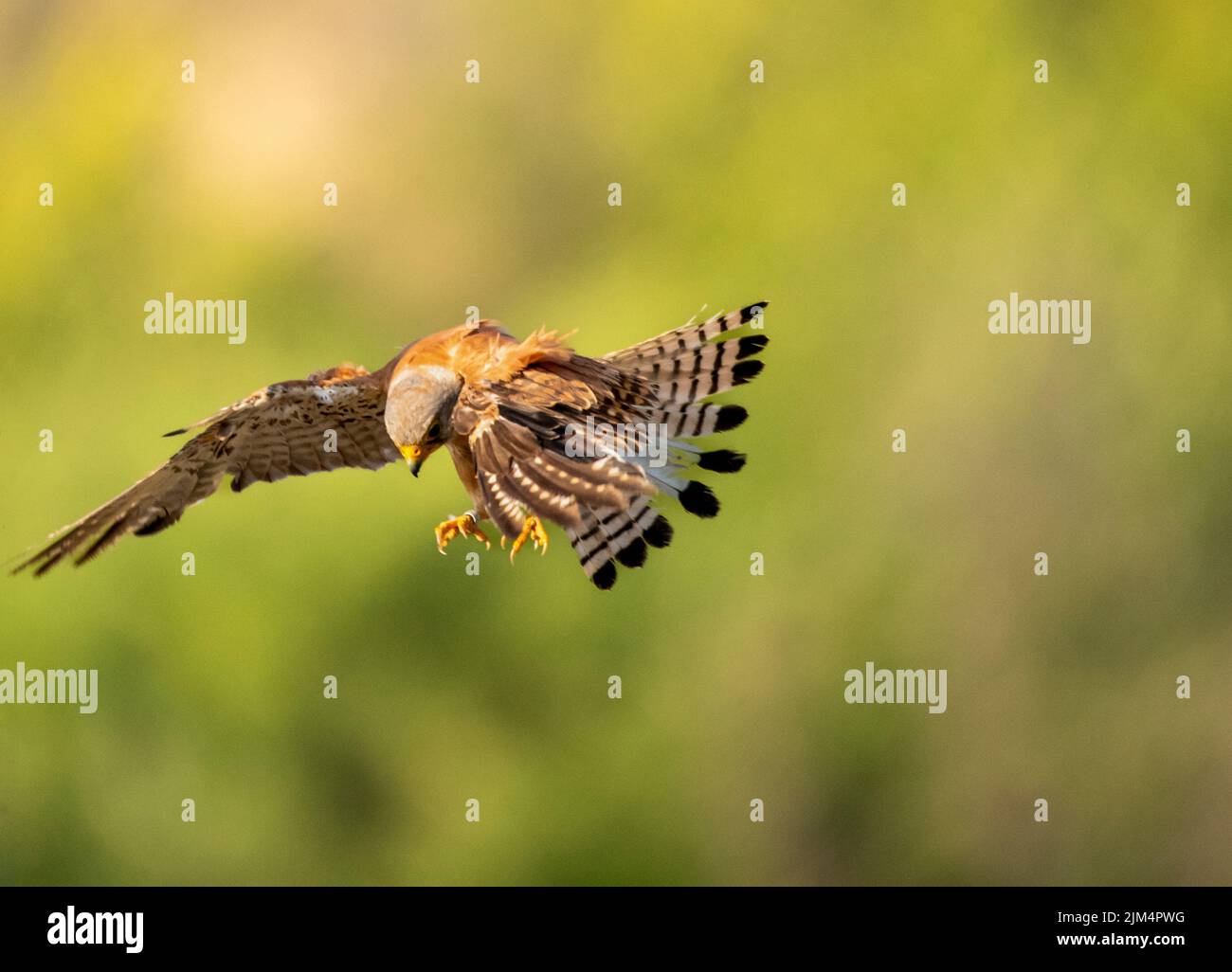 Saker falcon breeding box hi-res stock photography and images - Alamy