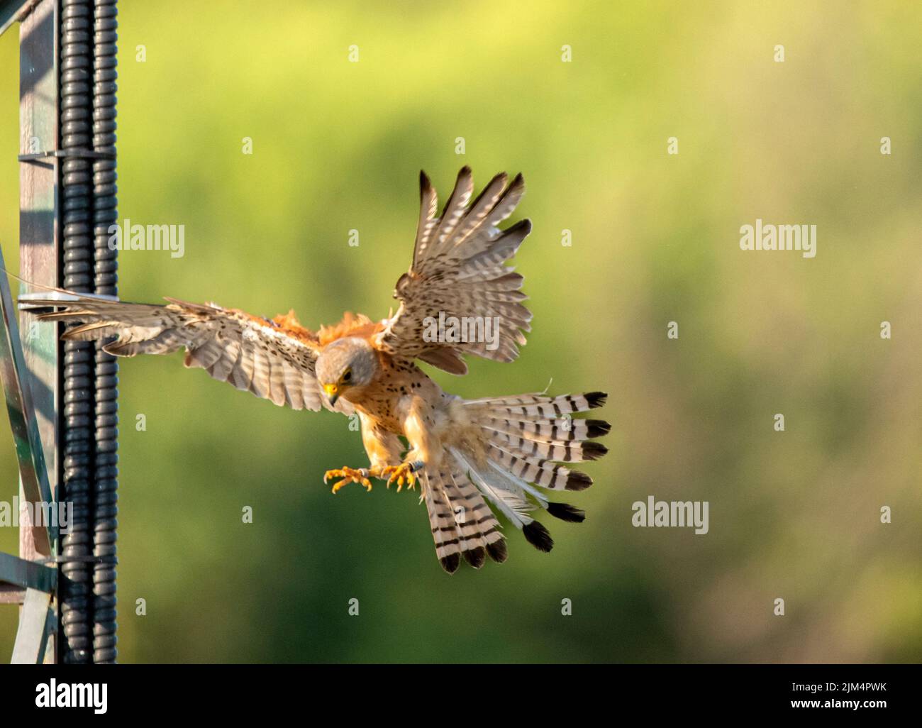 Saker falcon breeding box hi-res stock photography and images - Alamy