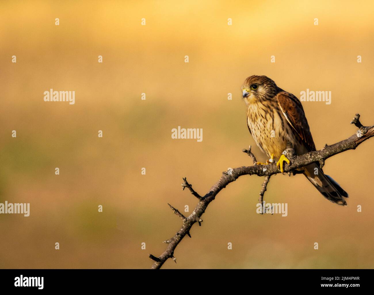 Saker falcon breeding box hi-res stock photography and images - Alamy