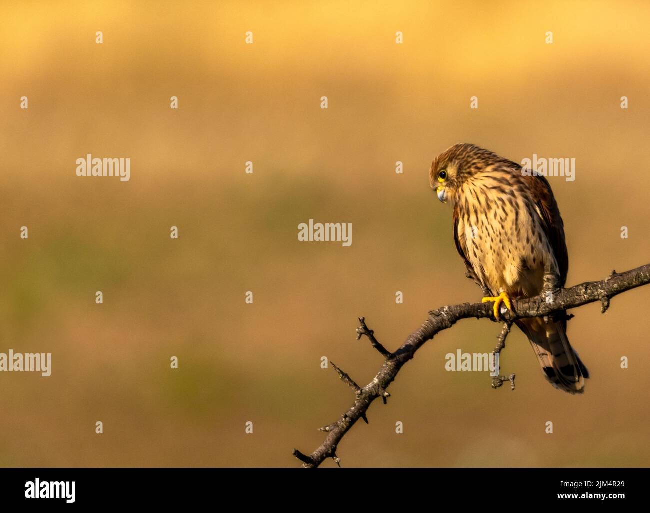Saker falcon breeding box hi-res stock photography and images - Alamy