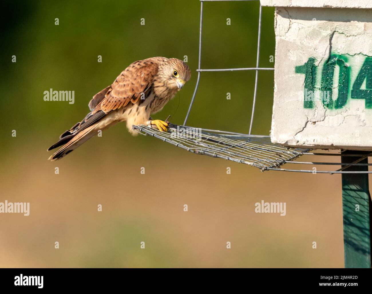 Saker falcon breeding box hi-res stock photography and images - Alamy