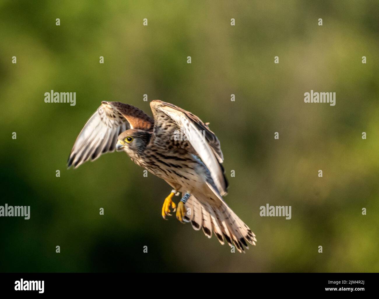 Levka Saker mountians Bulgaria July 2022: Today this majsitcal Falcon ...