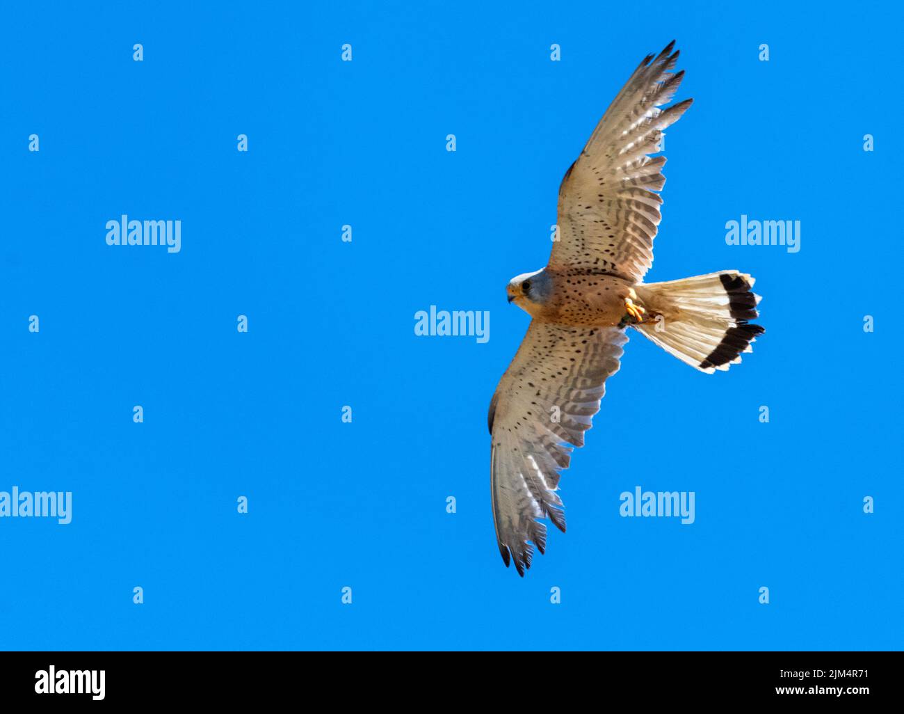 Levka Saker mountians Bulgaria July 2022: Today this majsitcal Falcon ...
