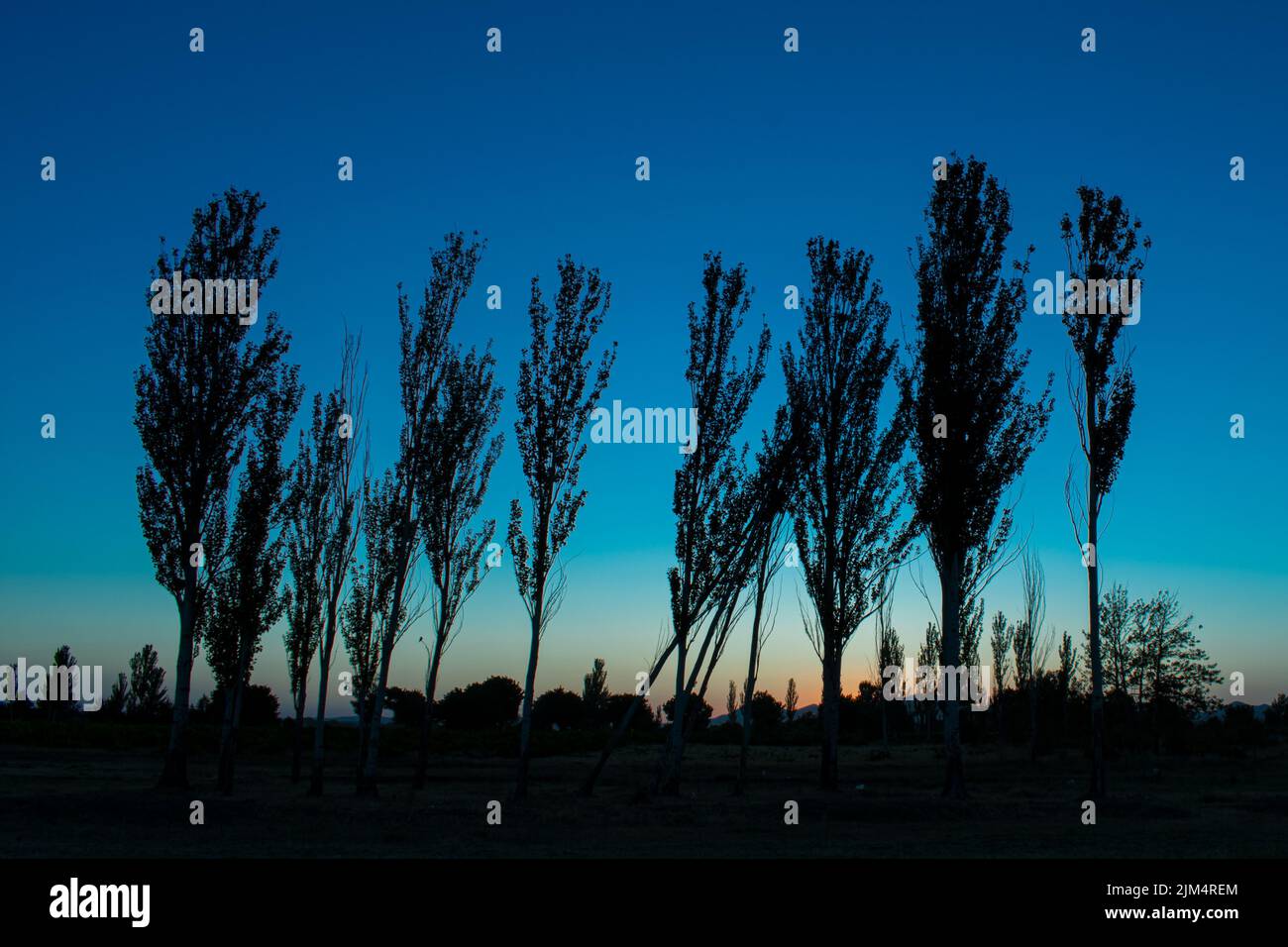 tree in sunset Stock Photo - Alamy