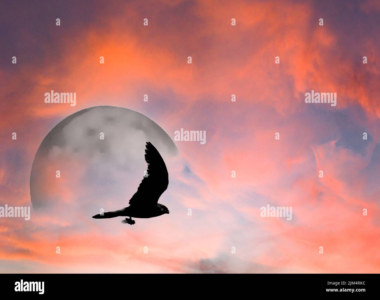 Saker falcon breeding box hi-res stock photography and images - Alamy