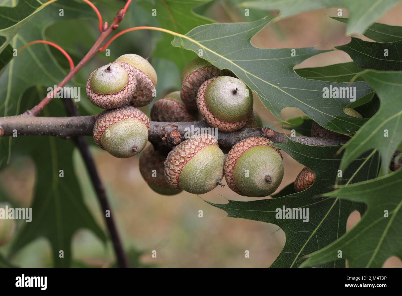 Big ripe acorns on the branch hi-res stock photography and images - Alamy