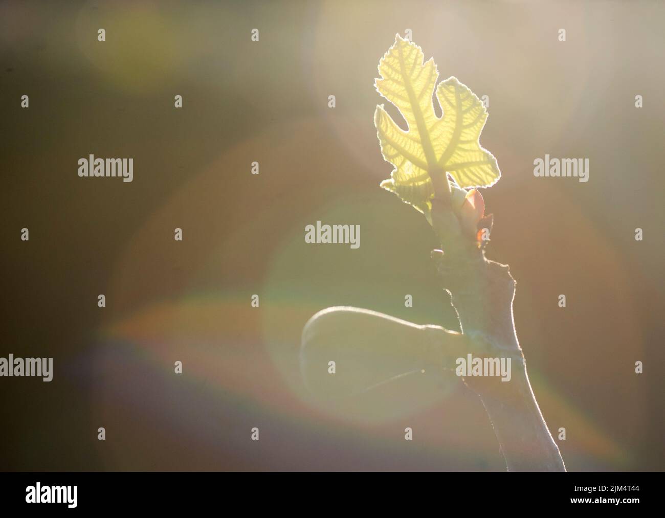 New life in Spring Stock Photo - Alamy