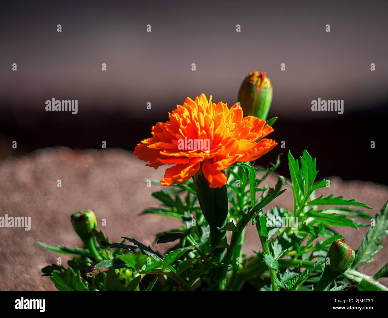 A beautiful orange flower blossoming with green plants on blurred ...