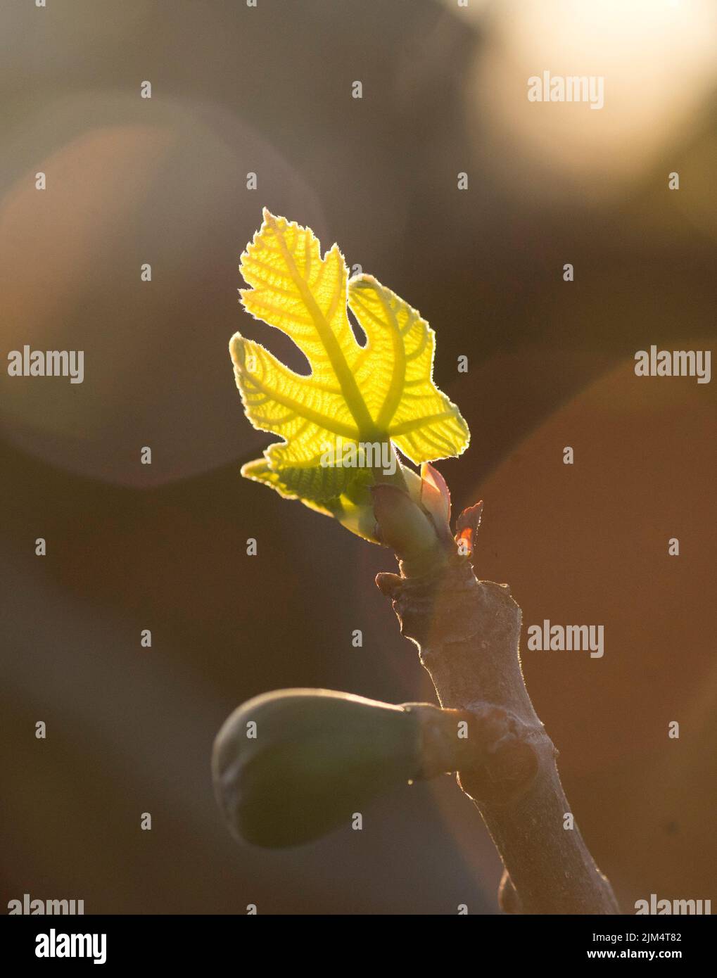 Life emerging hi-res stock photography and images - Alamy