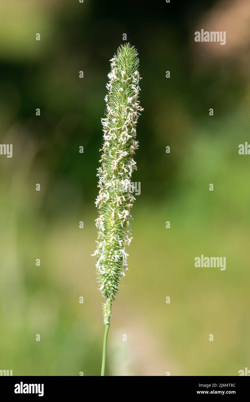 Macro close up alopecurus pratensis hi-res stock photography and images ...