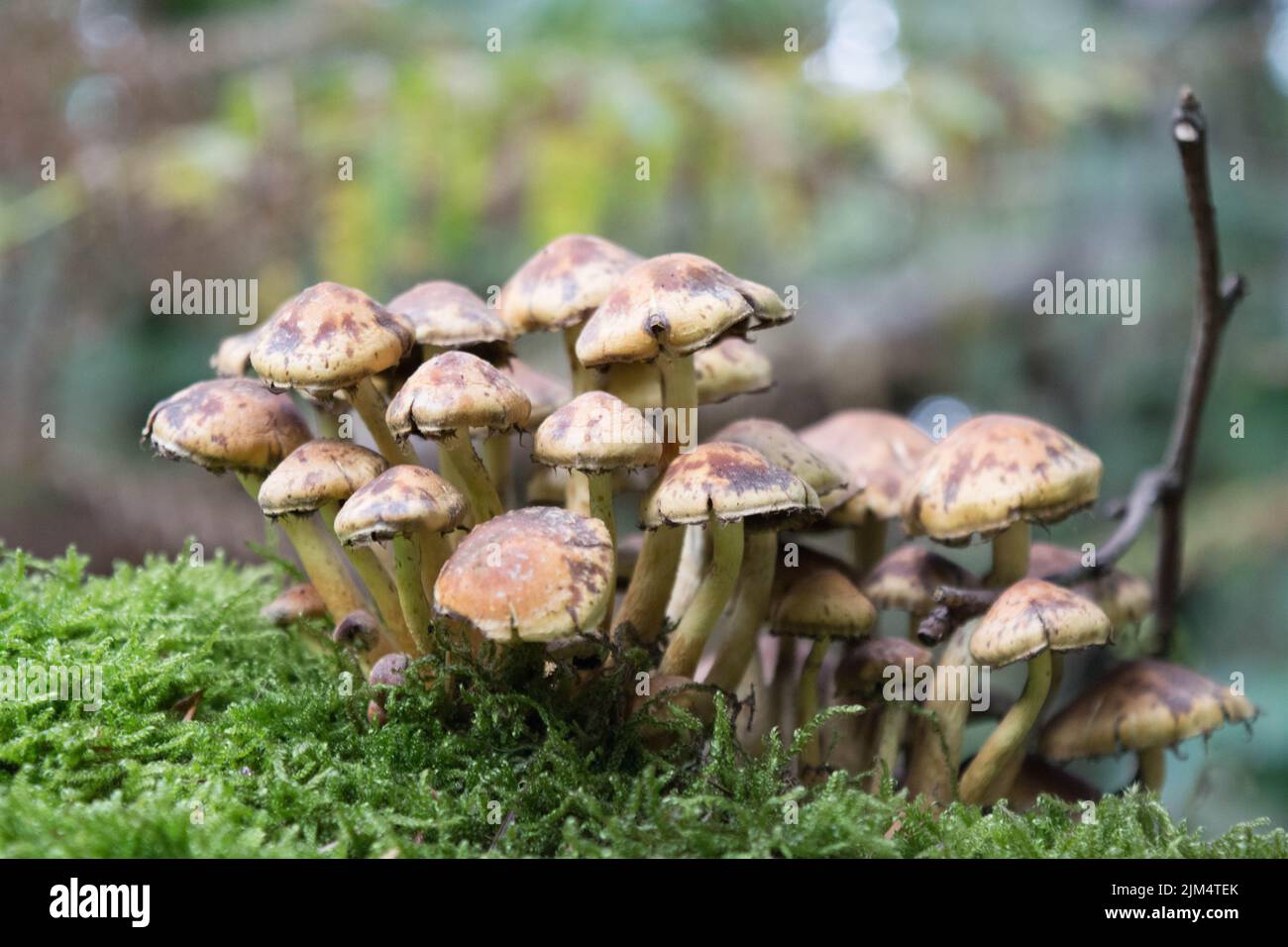 A closeup of the cluster of brown mushrooms in the forest. Hypholoma ...
