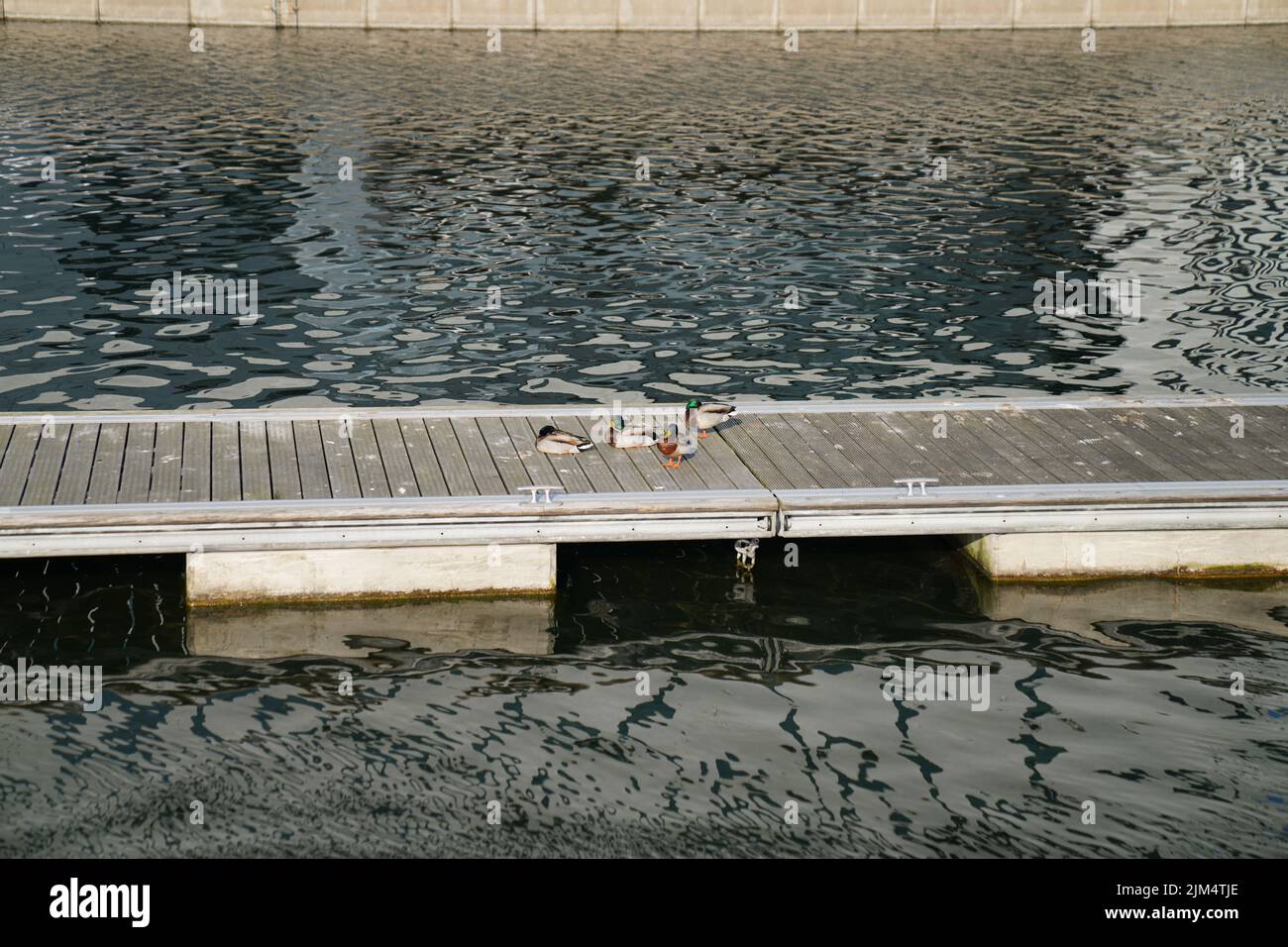 The group of male mallards resting on the dock Stock Photo - Alamy