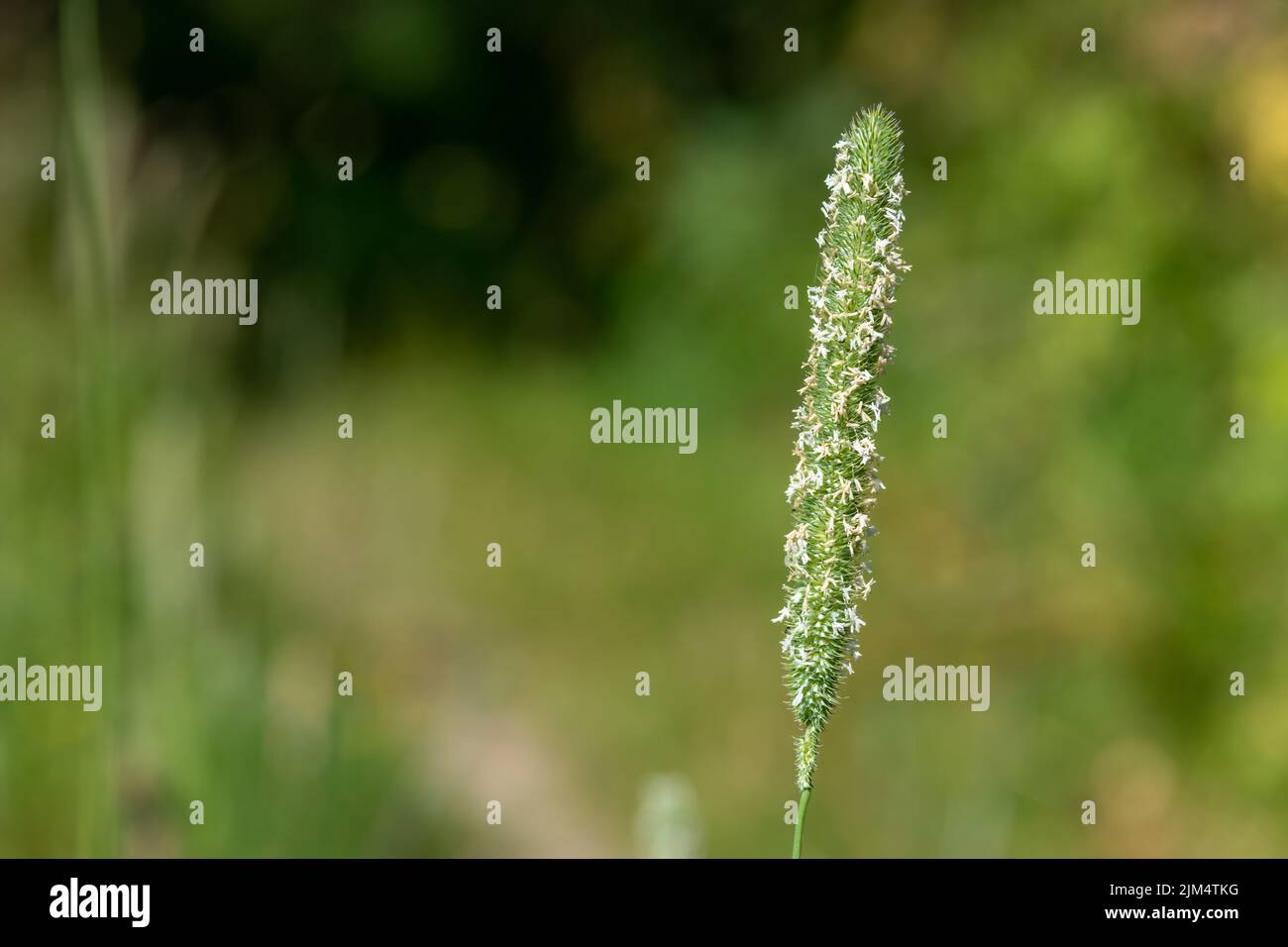 Close up of pollen on a meadow foxtail (alopecurus pratensis) plant ...