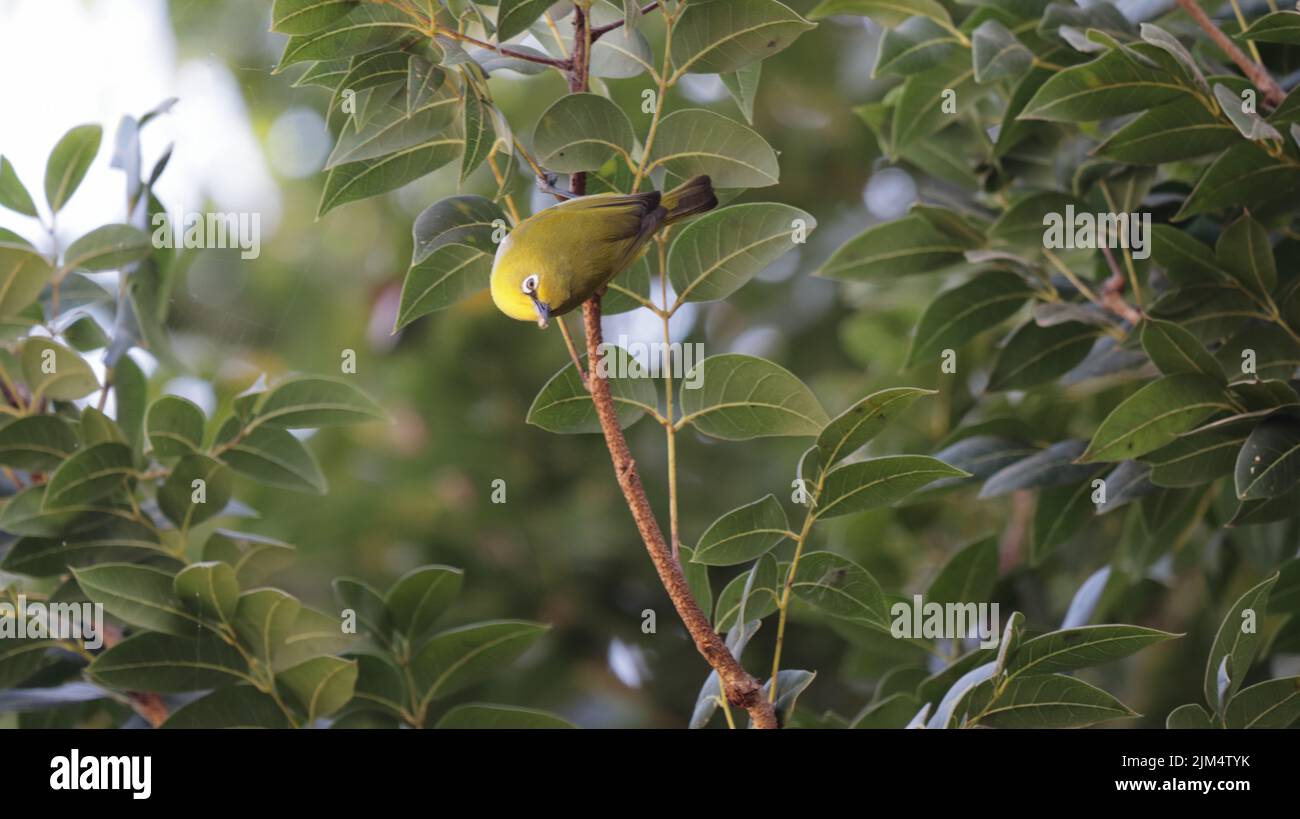 Indian white eye zosterops hi-res stock photography and images - Alamy
