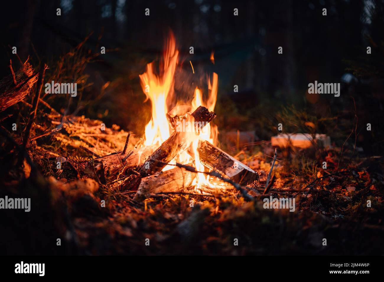 A breathtaking view of bonfire in the woods Stock Photo - Alamy