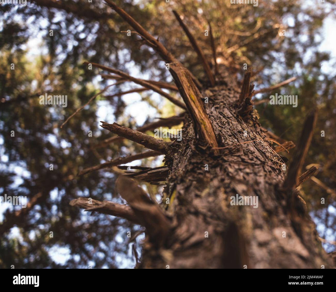 A low angle of a pine tree with cut branches Stock Photo - Alamy