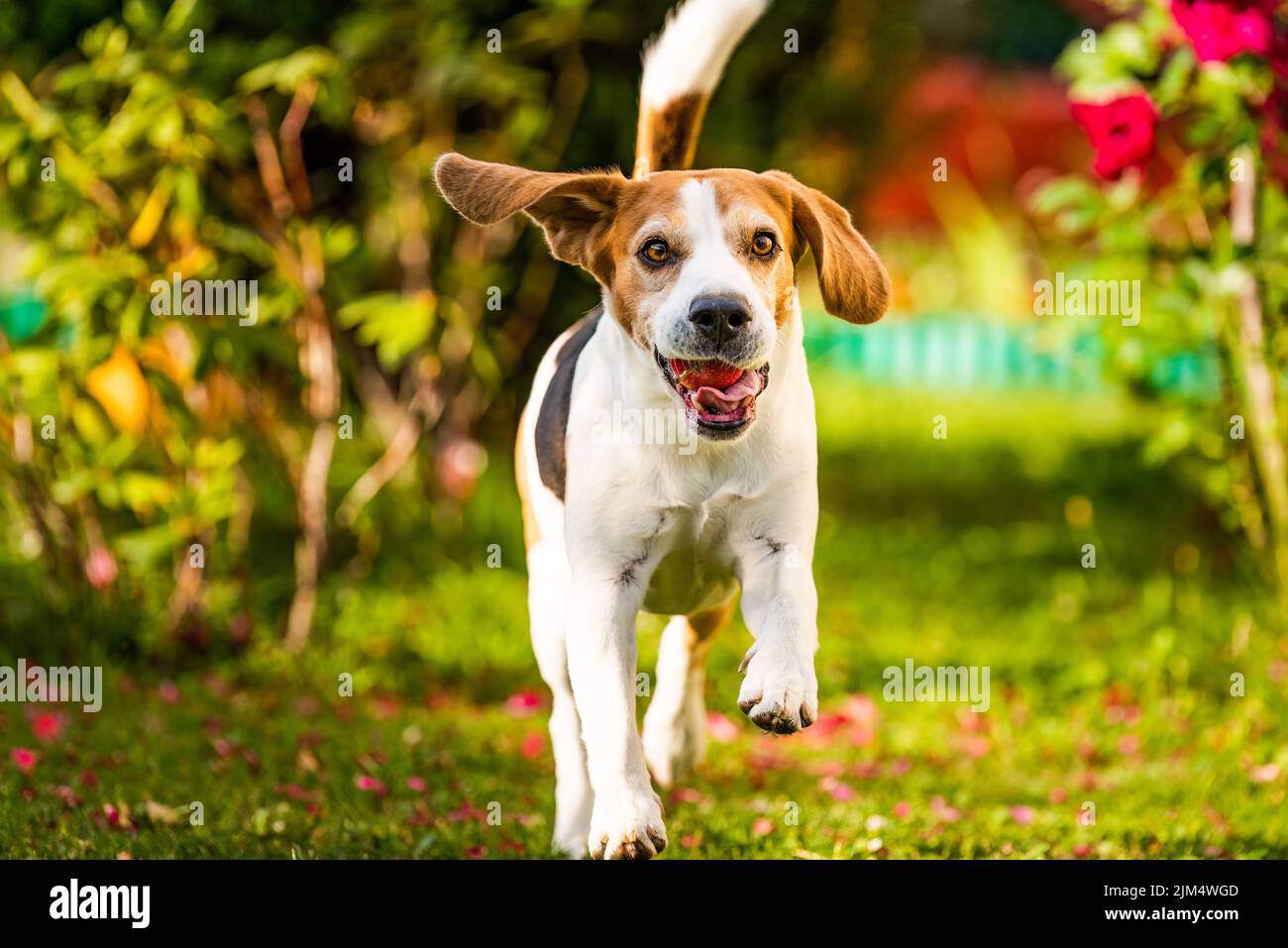 Purebred male Beagle dog outdoors running through garden with apple in ...
