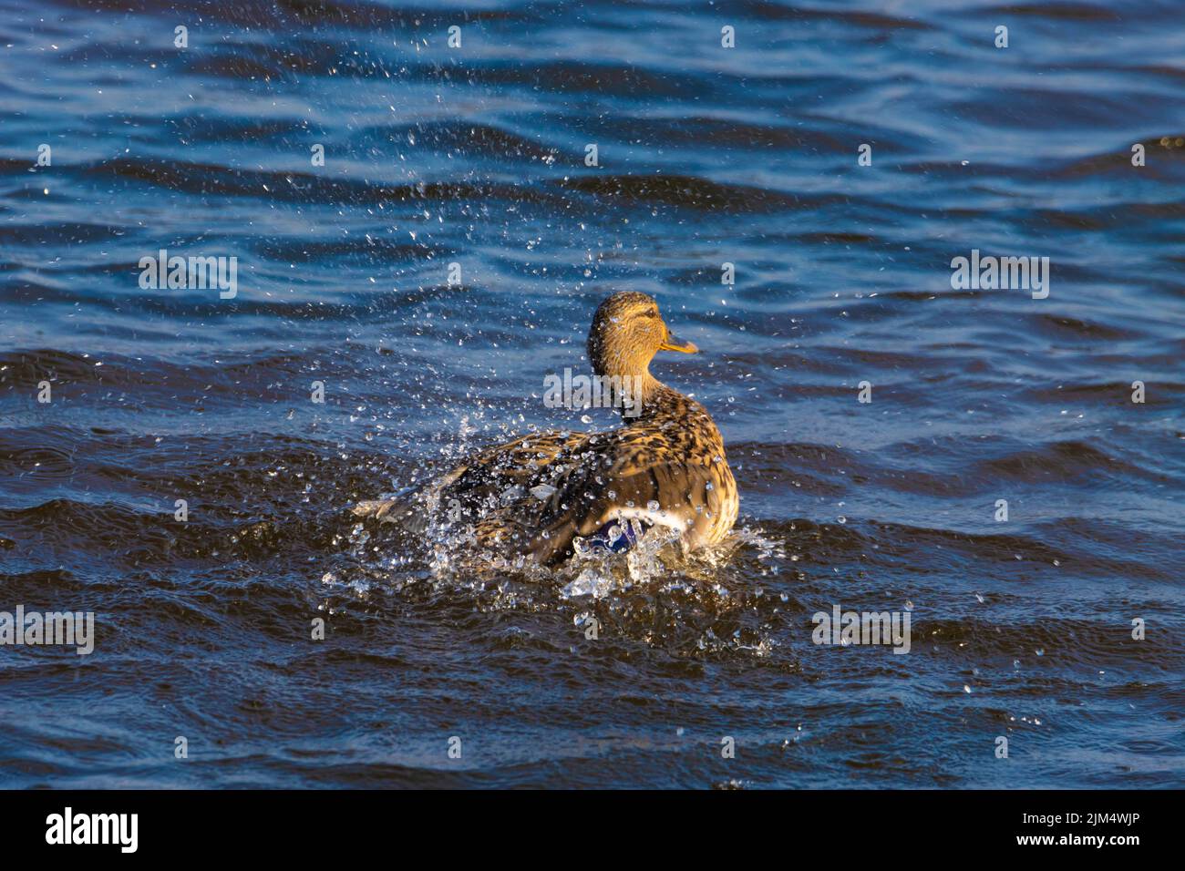 A mallard duck floating on calm water with reflection on the surface ...
