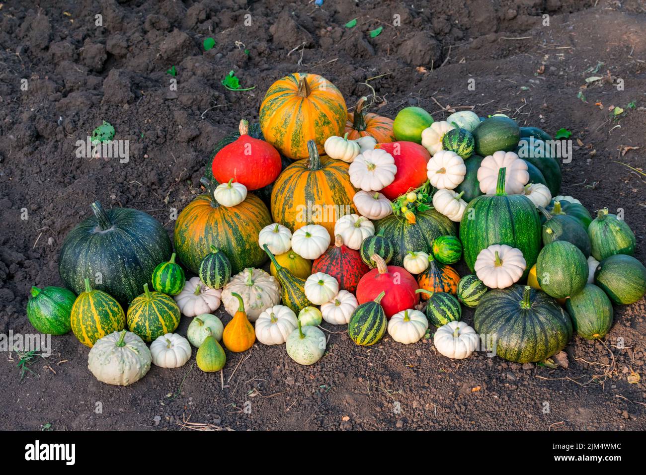 A bunch of different multi-colored pumpkins. Many pumpkins of different ...