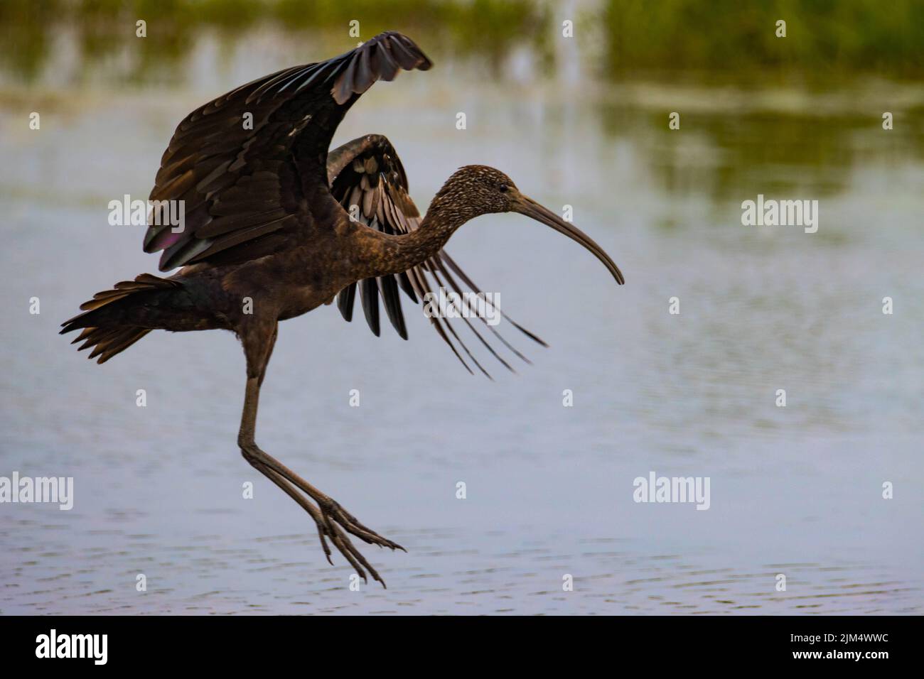 Spectacle loaf bird hi-res stock photography and images - Alamy