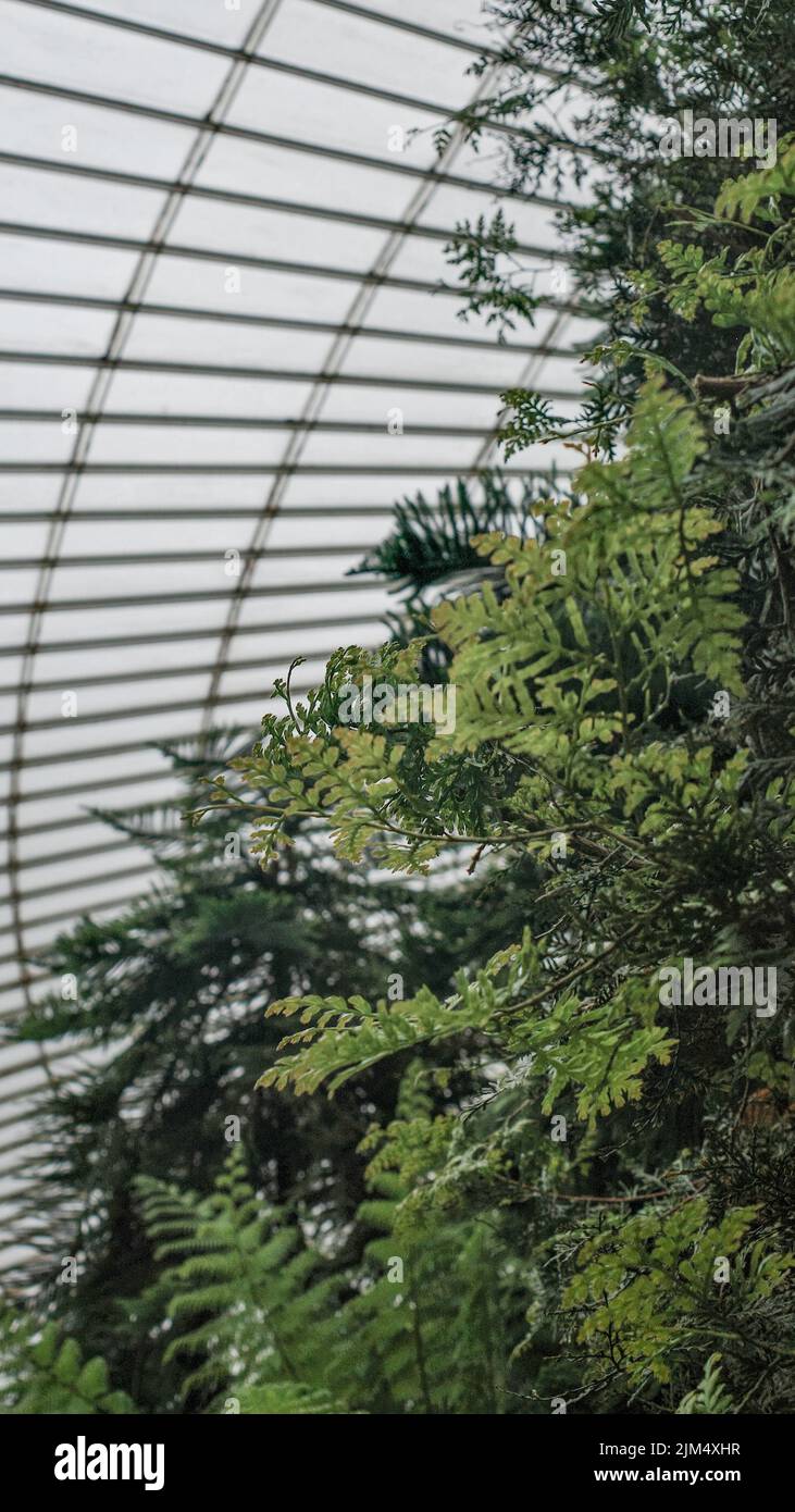 A vertical closeup of plant leaves in the botanical garden Stock Photo ...