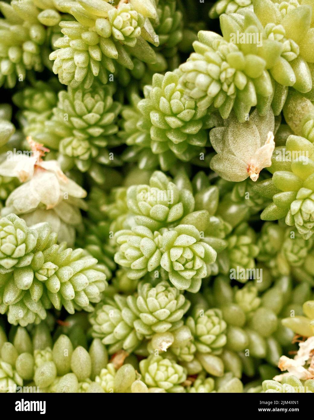 Corsican stonecrop hi-res stock photography and images - Alamy