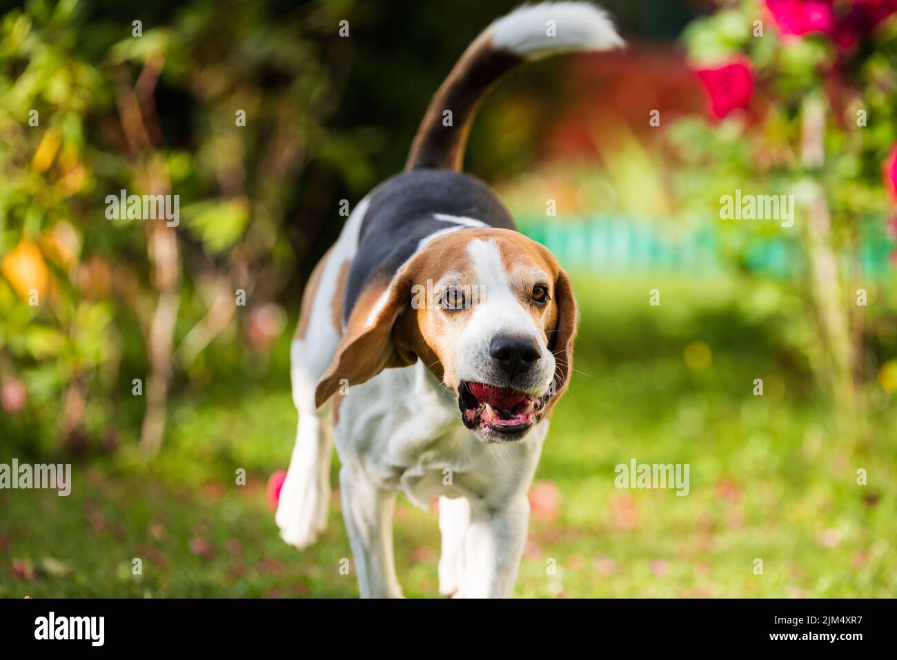 Dog with apple in mouth hi-res stock photography and images - Alamy