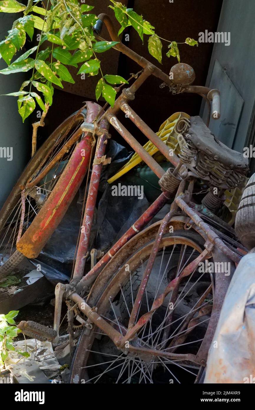 Palea sfagia hi-res stock photography and images - Alamy