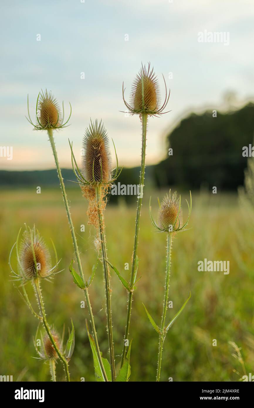 wildteasel in a flowerfield in the woodland Stock Photo - Alamy
