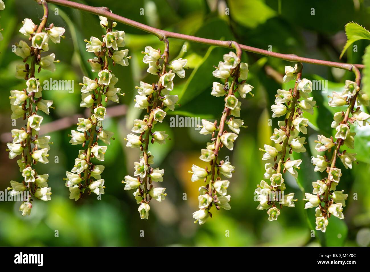 Close up of flowers on an early stachyurus (stachyrus praecox) shrub ...