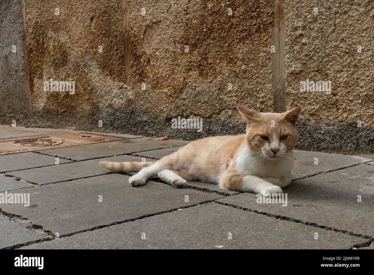cat lying on the ground Stock Photo - Alamy