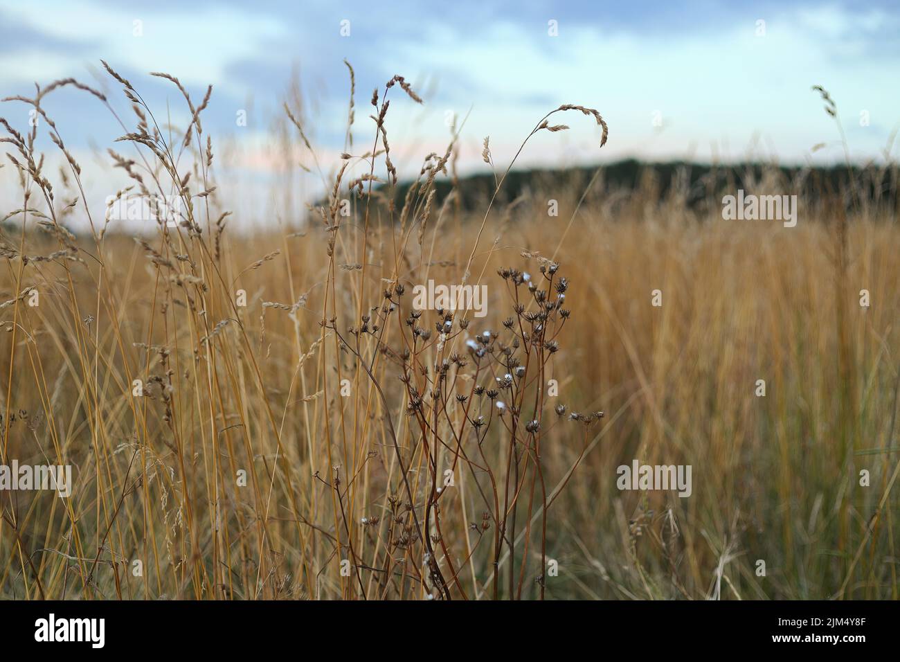 grain field in front of the forest Stock Photo - Alamy