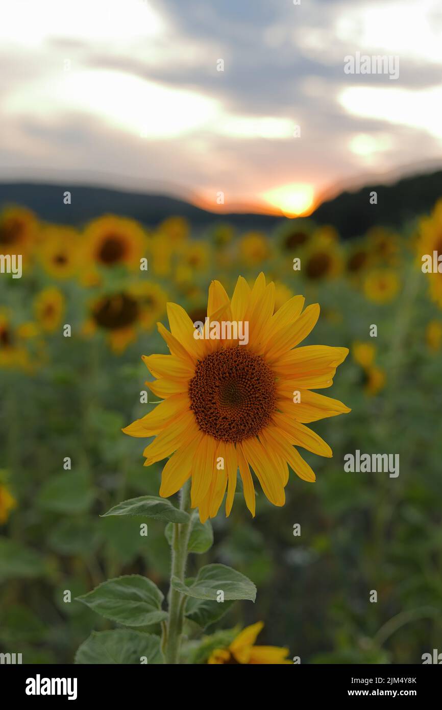 Natural sunflower scenery hi-res stock photography and images - Alamy