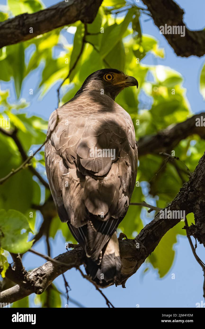Endemic hawk eagle hi-res stock photography and images - Alamy