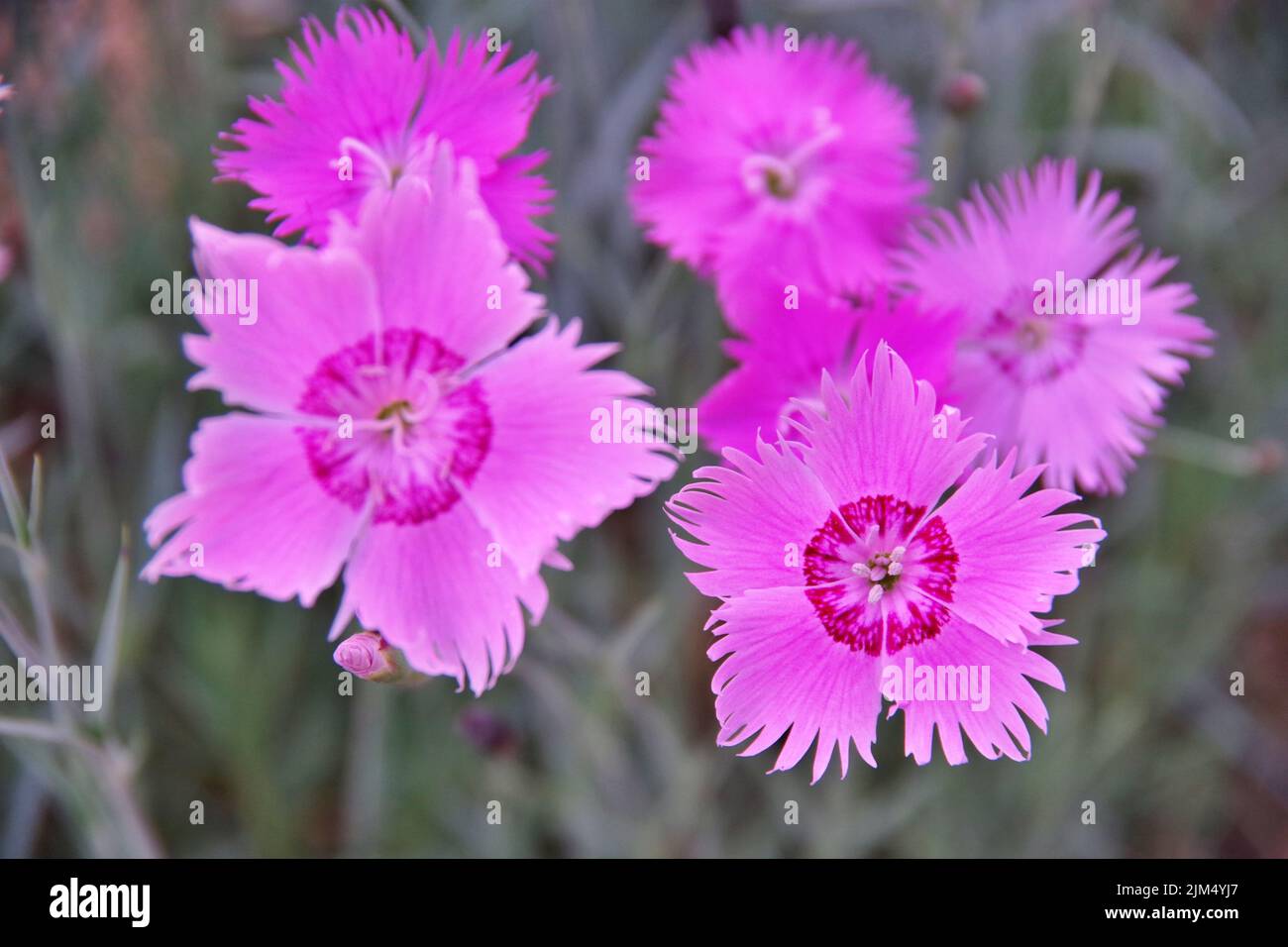 Dianthus chinensis Chinese Pink China Stock Photo - Alamy