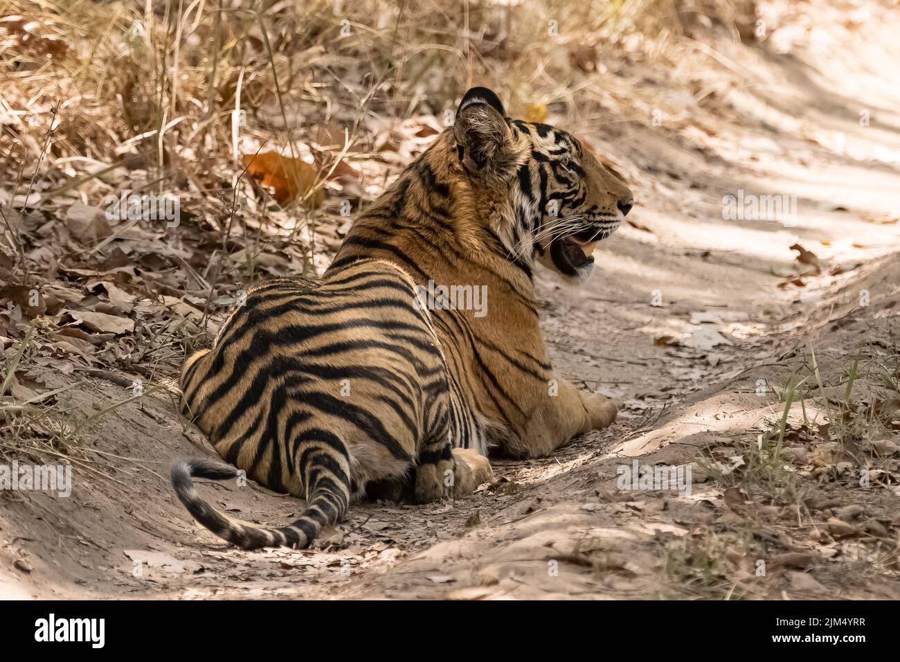 A wild tiger lying in the forest in India, Madhya Pradesh, close ...