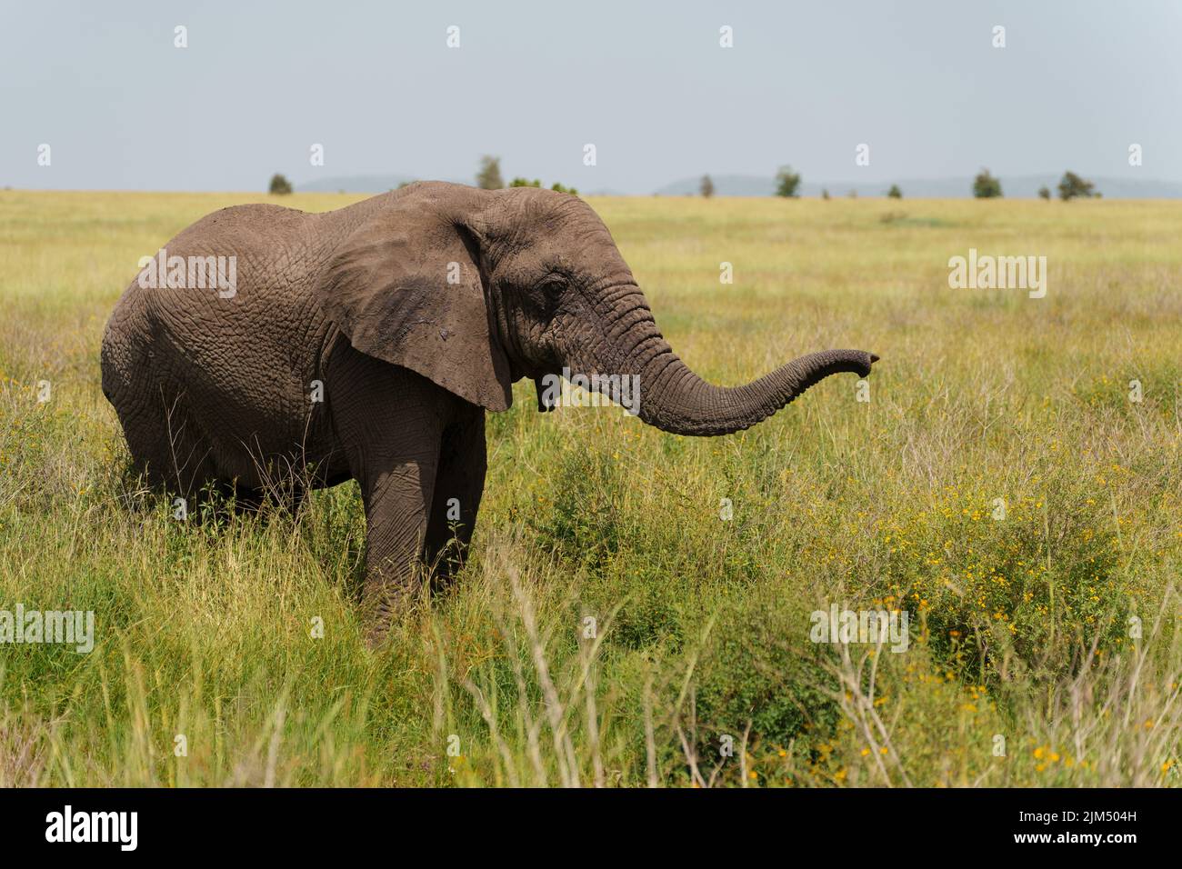 Beautiful elephant hi-res stock photography and images - Alamy
