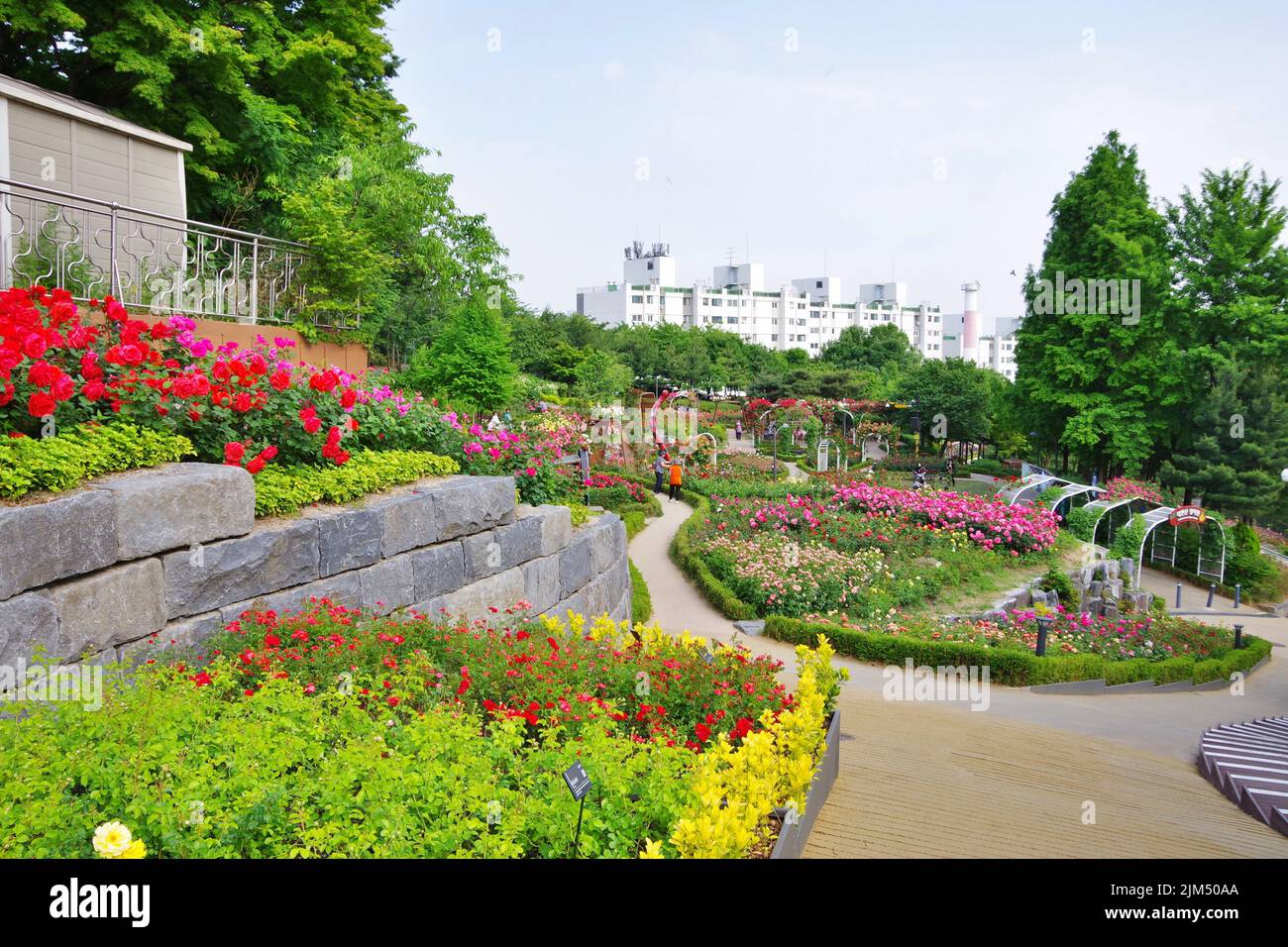 beautiful rose garden Stock Photo - Alamy