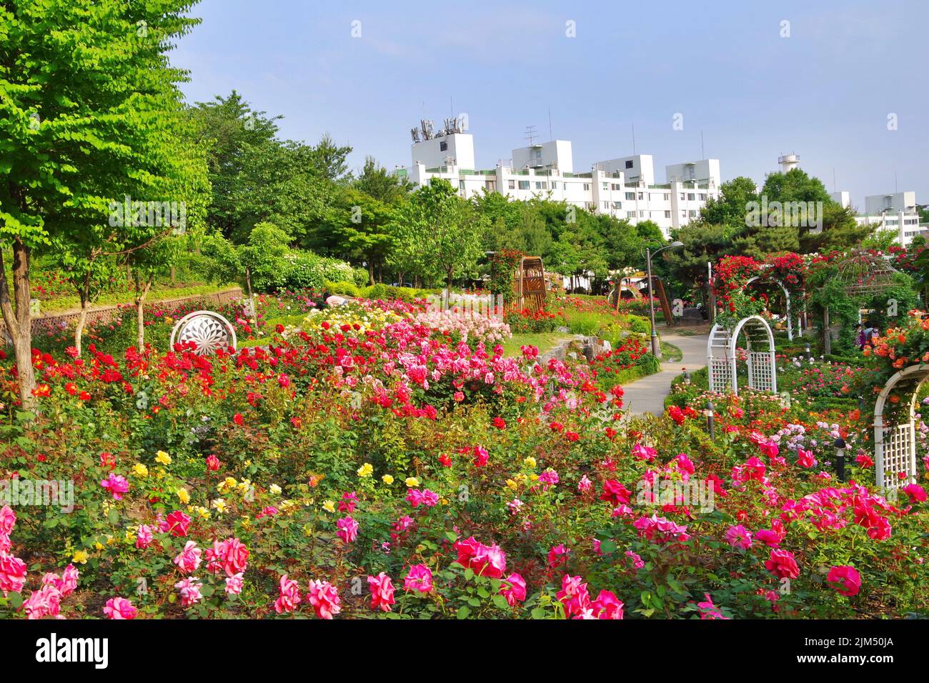 beautiful rose garden Stock Photo - Alamy