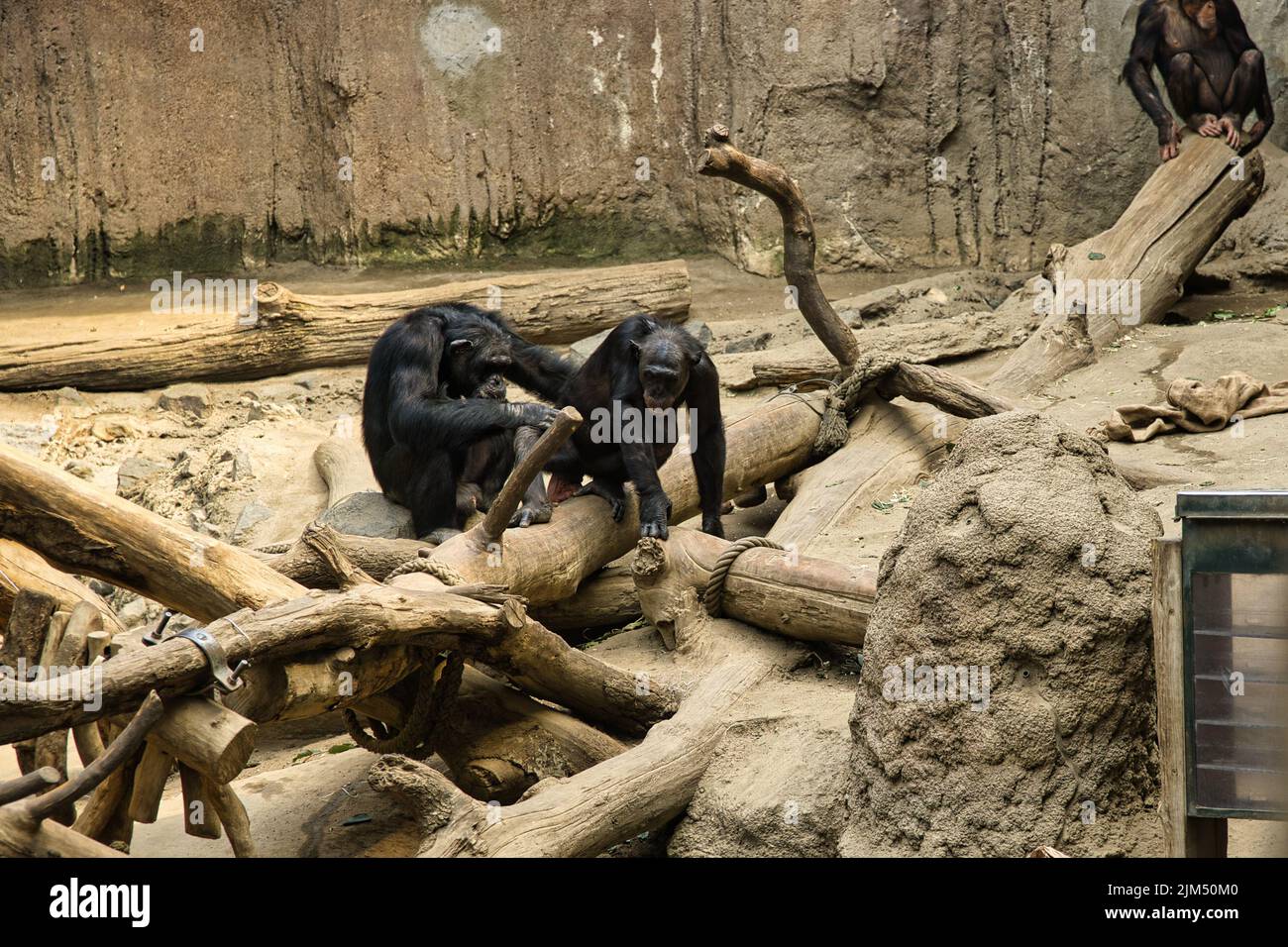 Chimps in zoo hi-res stock photography and images - Alamy