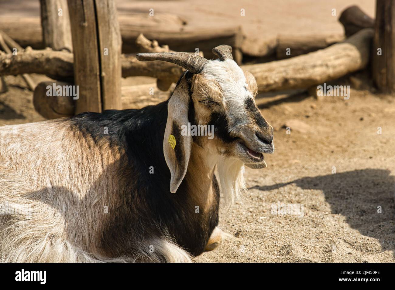 Goat in a zoo hi-res stock photography and images - Alamy