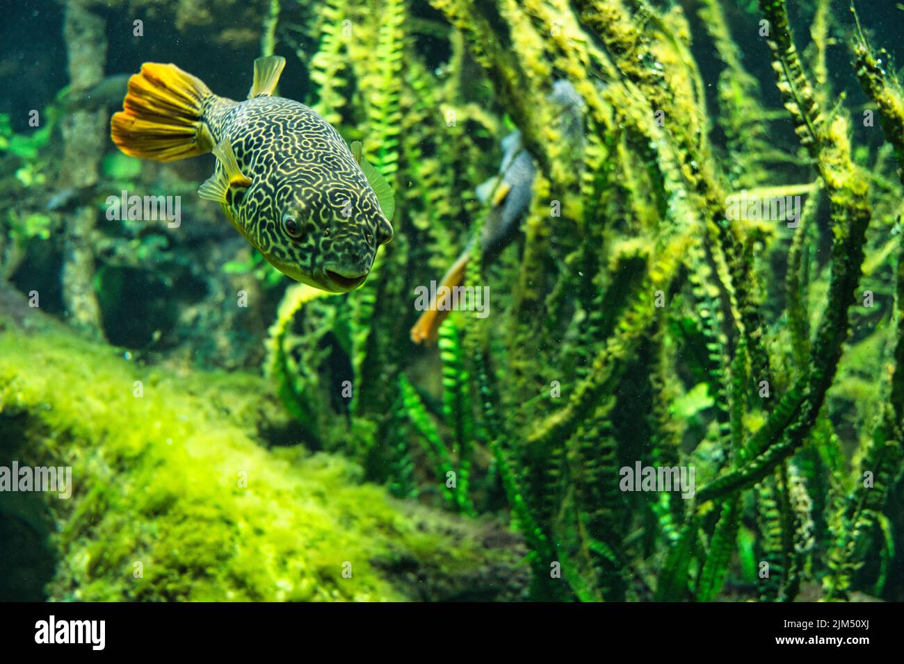 Tetraodon hi-res stock photography and images - Alamy
