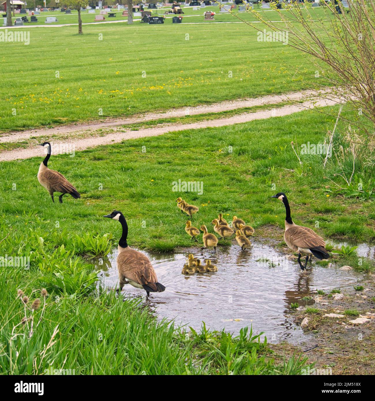 A group of Canadian geese and goslings in a puddle at Evergy Wetlands ...