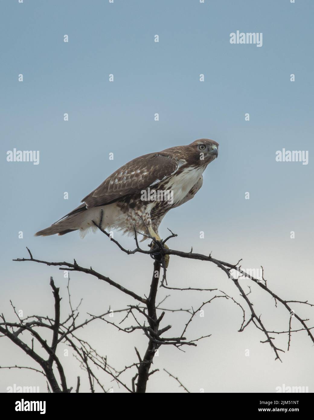 Red tailed hawk standing on hi-res stock photography and images - Alamy