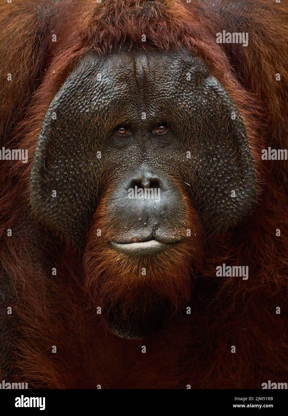 A vertical shot of a beautiful orangutan looking at something Stock ...